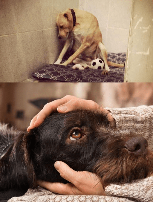 How do I know if my dog is sad? - Dog Training Tips